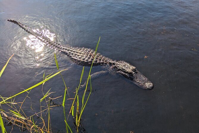Visit the Everglades in French with Transfer and 1h30 Airboat - Considerations and Practical Tips