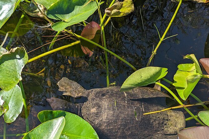 Visit the Everglades in French with Transfer and 1h30 Airboat - FAQ
