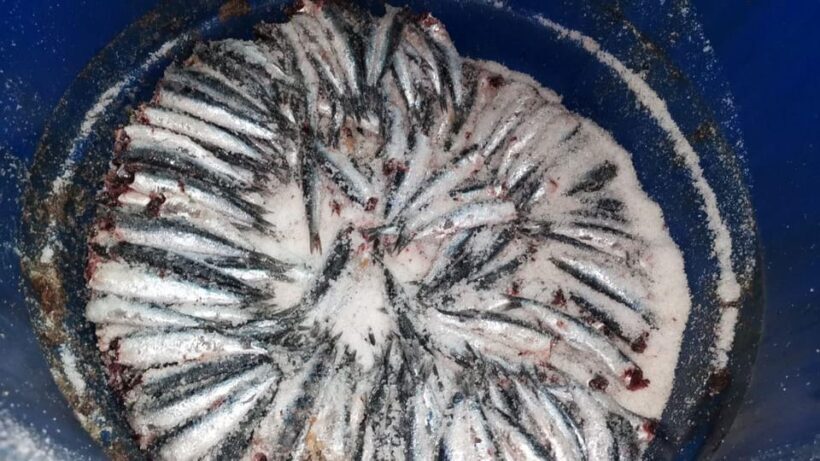 Visit the factory of the Best Anchovies, Santoña, personalized in Spanish - Whats Included and Practicalities