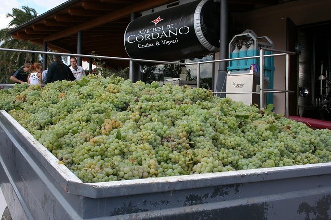 Visit the Marchesi de Cordano winery and taste its wines - The Tasting Experience