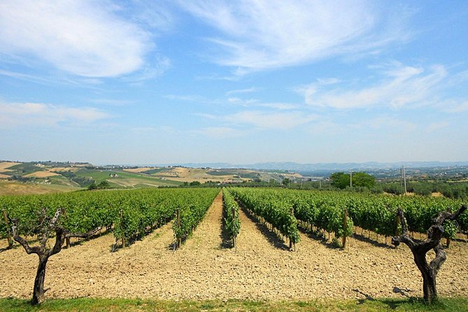 Visit the Marchesi de Cordano winery and taste its wines - Value for Money