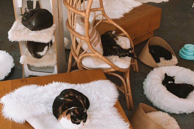 Visit the Rescued Cats of Cat Therapy - Key Points