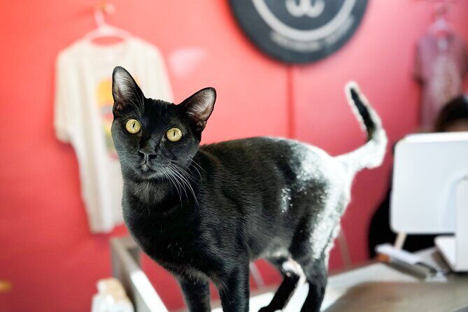 Visit the Rescued Cats of Cat Therapy - A Detailed Look at the Cat Therapy Experience
