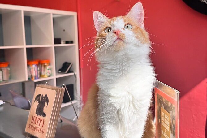 Visit the Rescued Cats of Cat Therapy - FAQ