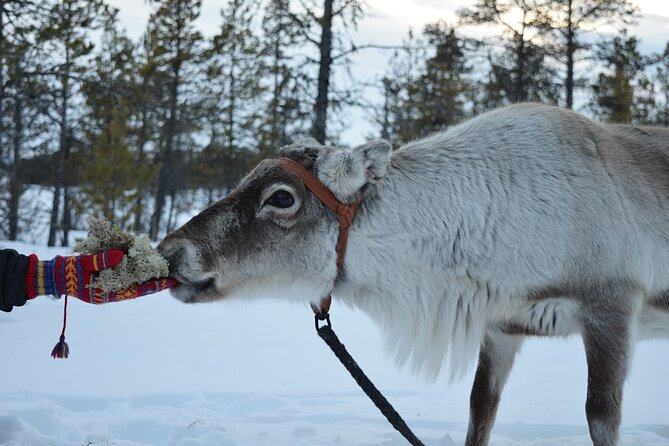 Visit the Sami and Reindeer in a Day Trip from Abisko - Key Points