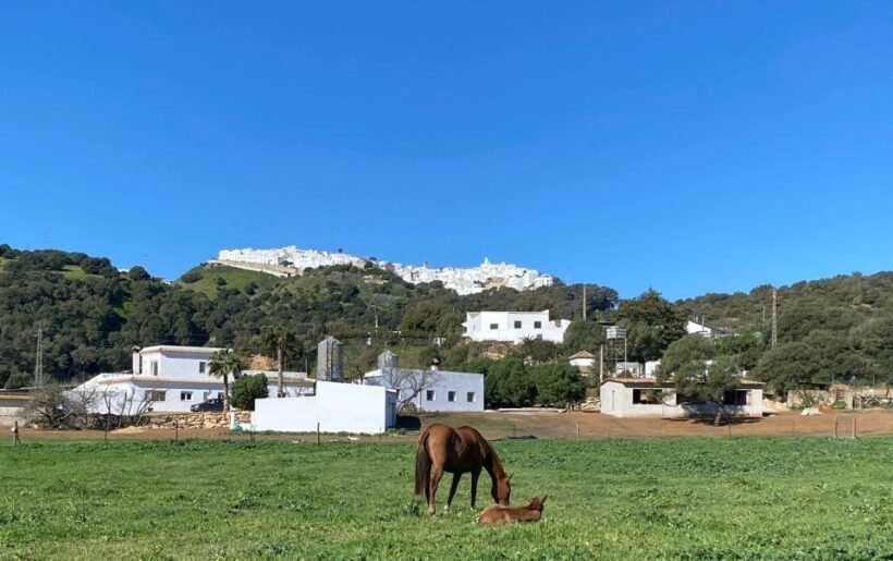 Visit to Angostura Stud + Wine - Authenticity and Cultural Appeal