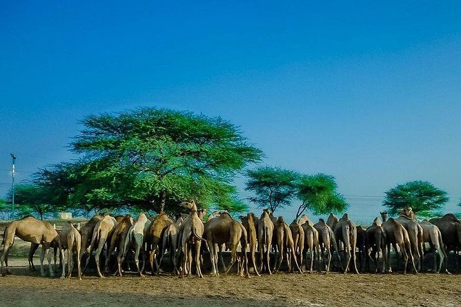 Visit to National Camel Research Center - Additional Services and Related Experiences