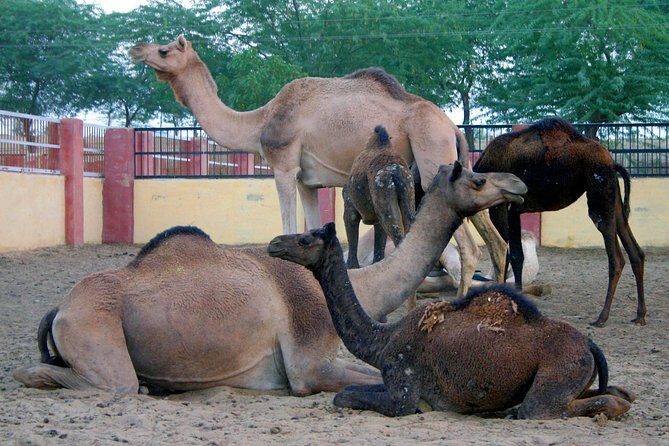 Visit to National Camel Research Center - FAQ