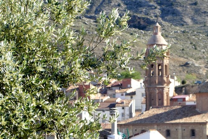 Visit to Olive Grove and Olive Mill With Oil Tasting and Tasting - Olive Grove Tour