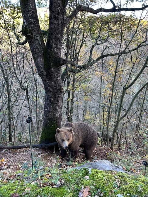 Visit to the bear wildlife area and the medieval tower - Key Points