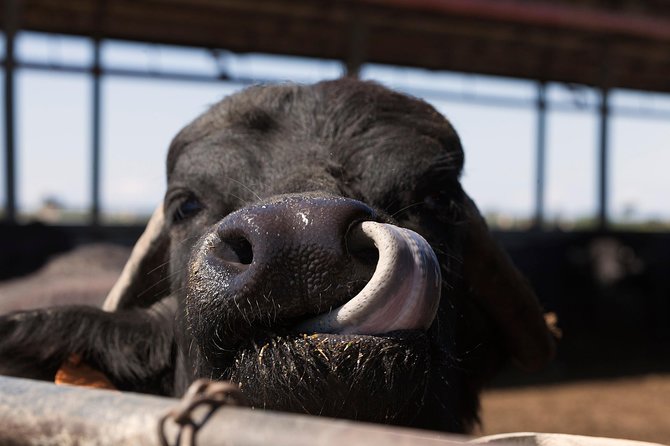 Visit to the Bufale and Dairy Farm With Cheese Tasting - Accessibility and Participation