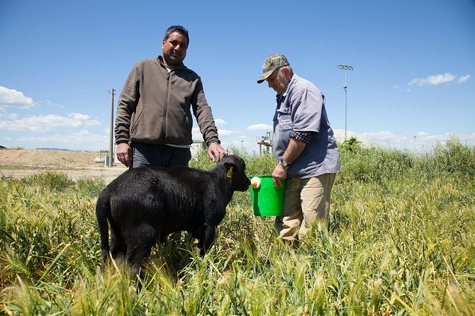 Visit to the Bufale and Dairy Farm With Cheese Tasting - Customer Feedback