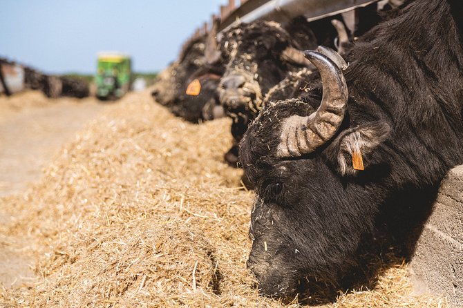 Visit to the Bufale and Dairy Farm With Cheese Tasting - Exploring the Bufale and Dairy Farm