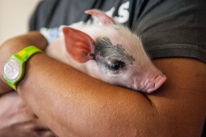 Visit to the Cinta Senese Farm in Montepulciano - Tour Schedule and Accessibility