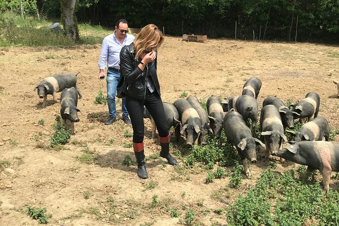 Visit to the Cinta Senese Farm in Montepulciano - Included Beverages and Wine