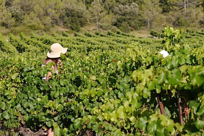 Visit to the Faugères Vineyards with Picnic from Béziers - Final Thoughts