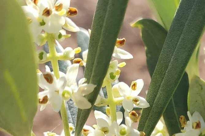 Visit to the Oil Mill With EVOO Experiences in Cuenca - Exploring the Vellisca Village