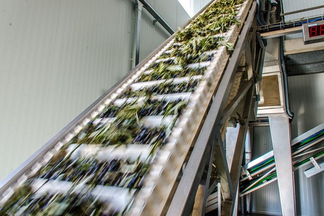 Visit to the Oil Mill With EVOO Experiences in Cuenca - Accessibility and Participant Information