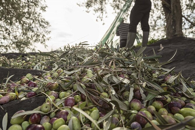 Visit to the Olive Grove, Oil Tasting and Lunch at the Farm - Transportation and Meeting Point