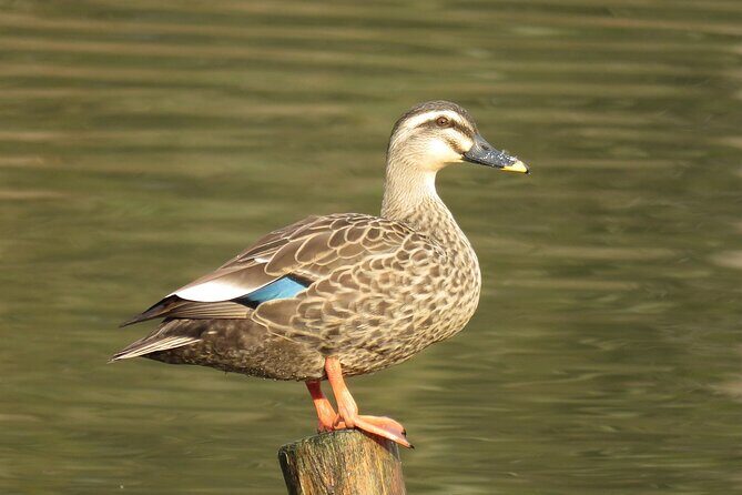 Visit to Vedanthangal Bird Sanctuary from Chennai - An In-Depth Look at the Tour