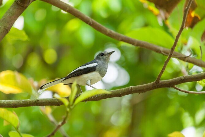 Visit to Vedanthangal Bird Sanctuary from Chennai - FAQ