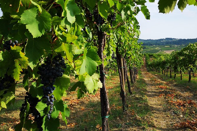 Visit, wine tasting and lunch - Key Points