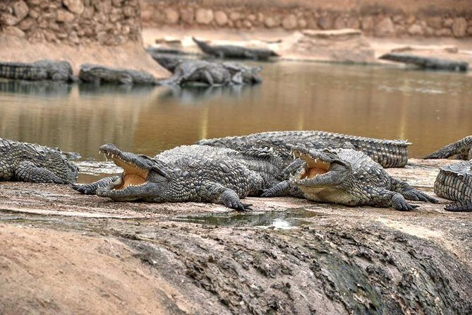 Visite the Crocodiles Park and Botanic garden - Exploring Agadir’s Crocodiles Park and Botanic Garden: An Honest Review