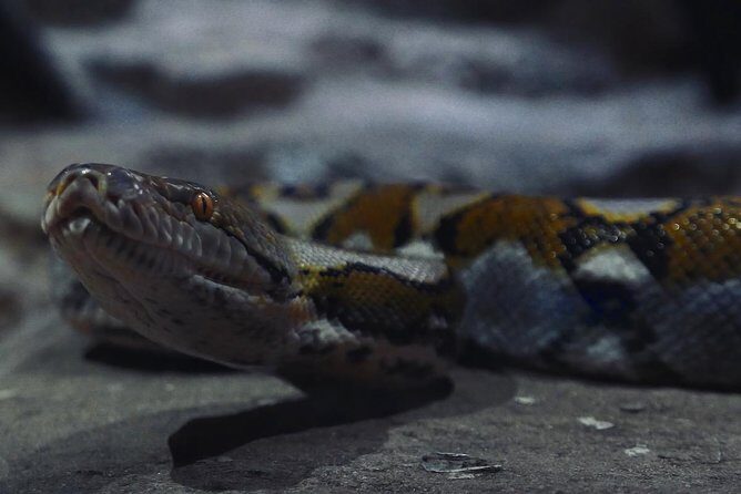 Visite the Crocodiles Park and Botanic garden - Frequently Asked Questions