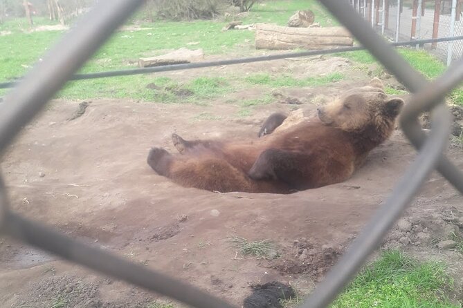 Visiting a Bear and Wolf Sanctuary - Visiting a Bear and Wolf Sanctuary: An Honest Look