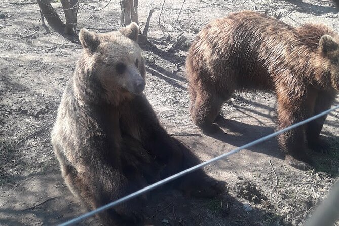 Visiting a Bear and Wolf Sanctuary - Why This Tour Stands Out