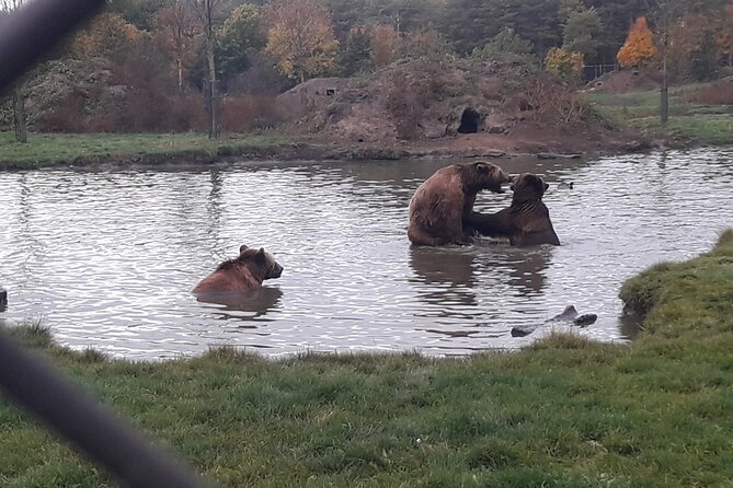 Visiting a Bear and Wolf Sanctuary - The Value and Overall Impression