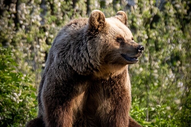 Visiting a Bear and Wolf Sanctuary - Who Will Love This Tour?