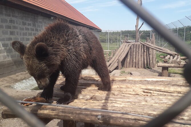 Visiting a Bear and Wolf Sanctuary - Final Thoughts