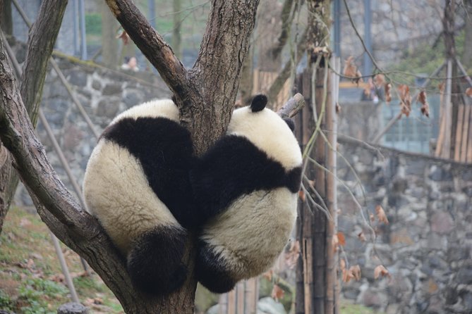 Visiting Dujiangyan Yaan Wolong Panda Base Optional Volunteering - Detailed Itinerary Breakdown