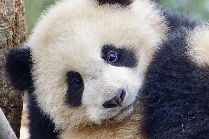 Visiting Dujiangyan Yaan Wolong Panda Base Optional Volunteering - Frequently Asked Questions