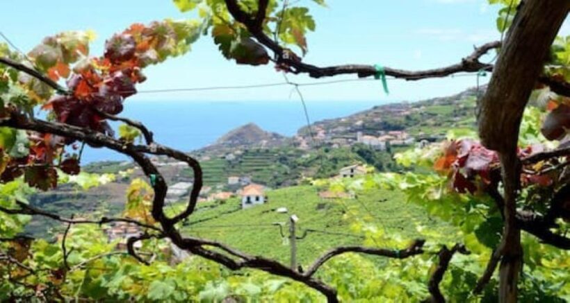 Visiting local Vineyard With Wine Tasting & Lunch included - Exploring the Madeira Vineyards Tour