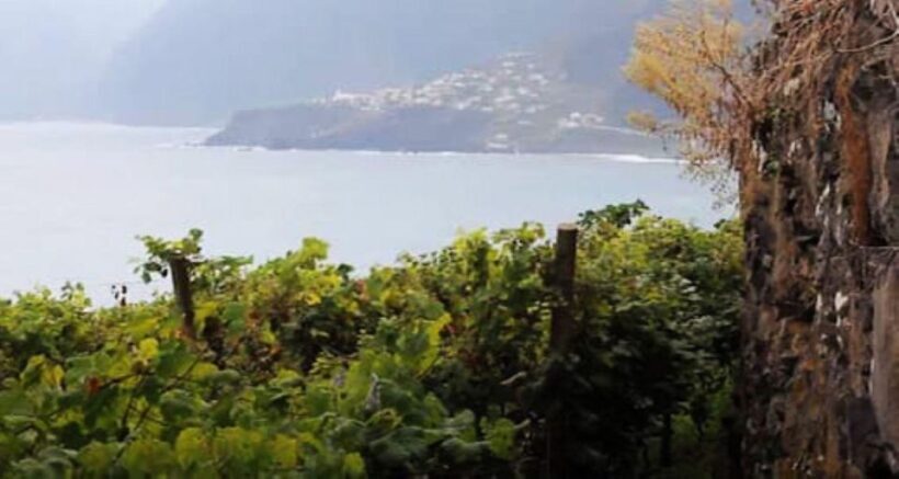 Visiting local Vineyard With Wine Tasting & Lunch included - The Sum Up: Who Will Love This Tour?