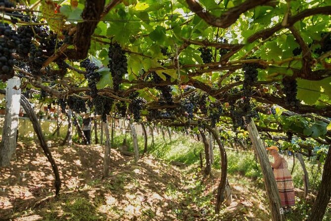 Visiting Local Vineyard With Wine Tasting & Lunch Included - Scenic Views of Madeira