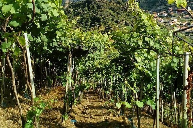 Visiting Local Vineyard With Wine Tasting & Lunch Included - Knowledgeable Guides and Insights