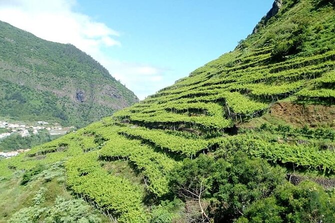 Visiting Local Vineyard With Wine Tasting & Lunch Included - Multiple Vineyard Visits and Fortified Wine Tasting