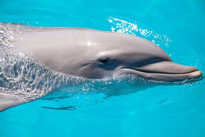Vitamin Sea Dolphin Safari: Private Key West Charter - The Experience in Detail