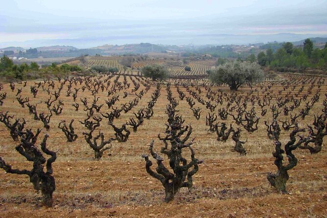 Viticulture and Wine-Tasting 3-Hour Trip From Barcelona - Discovering the Winemaking Process