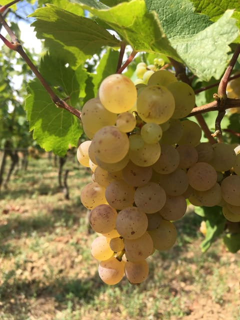 Vœgtlinshoffen: Alsace Wine Tasting - Pricing and Reservation Options