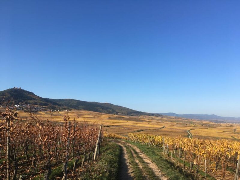 Vœgtlinshoffen: Alsace Wine Tasting - Scenic View and Welcoming Atmosphere