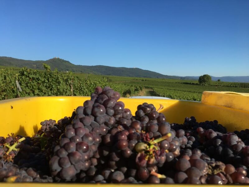 Vœgtlinshoffen: Alsace Wine Tasting - Customer Feedback and Ratings