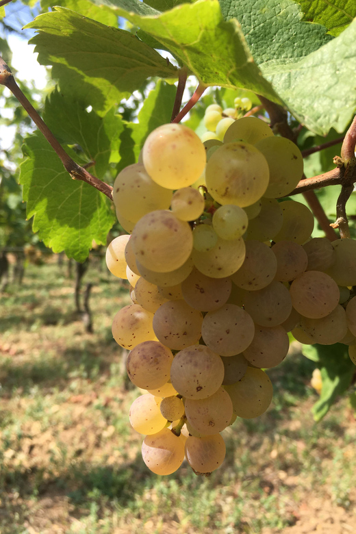 Vœgtlinshoffen: Alsace Wine Tasting - Since You Asked