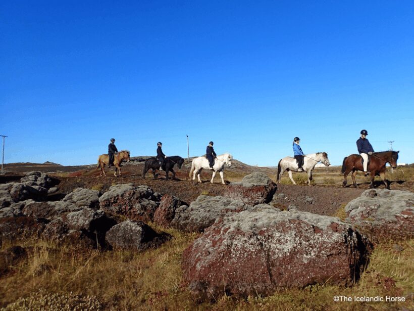 Volcanic Landscape Iceland Horse Riding Tours - Riding the Icelandic Horse: The Unique Gait