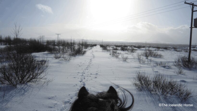 Volcanic Landscape Iceland Horse Riding Tours - Who Will Love This Tour?