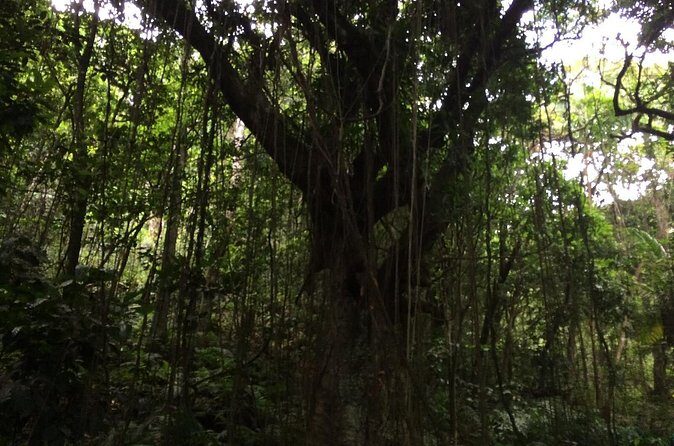 Volcano Crater hike in St Kitts - Value and Practicalities