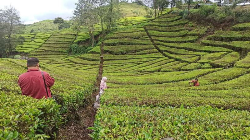 Volcano, Hot Spring, Mud Bathing, & Tea Tour all included - The Value for Money